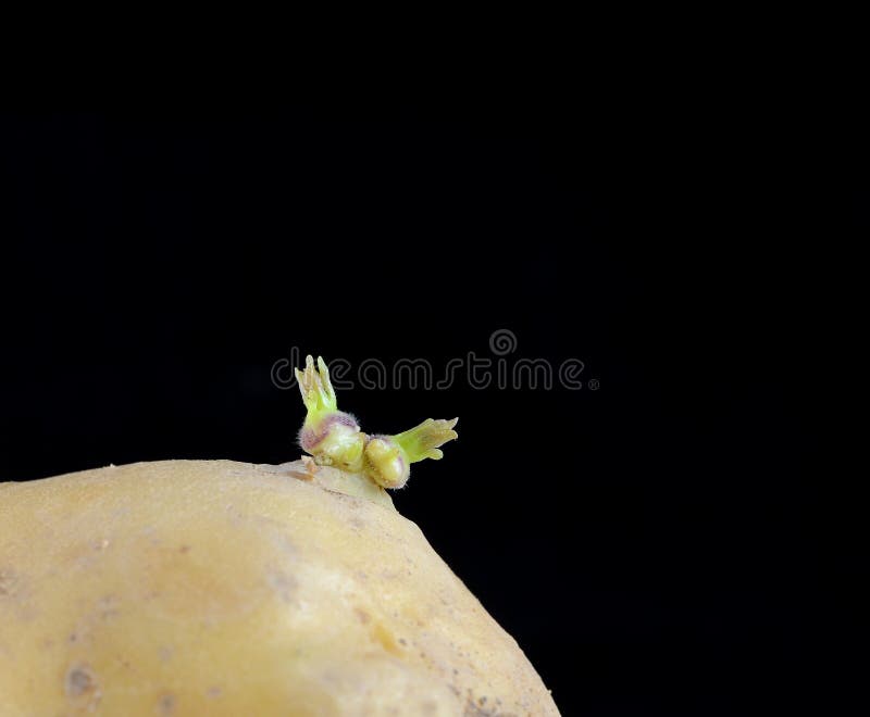 Sprouting potato tuber stock photo. Image of healthy - 17690662