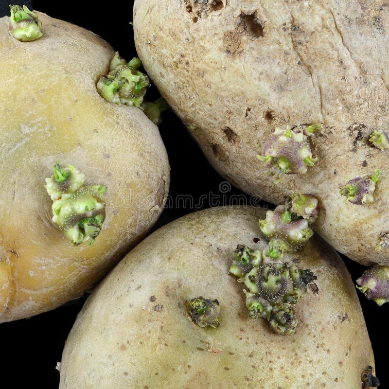 Sprouting potato stock photo. Image of seedling, plant - 30568786