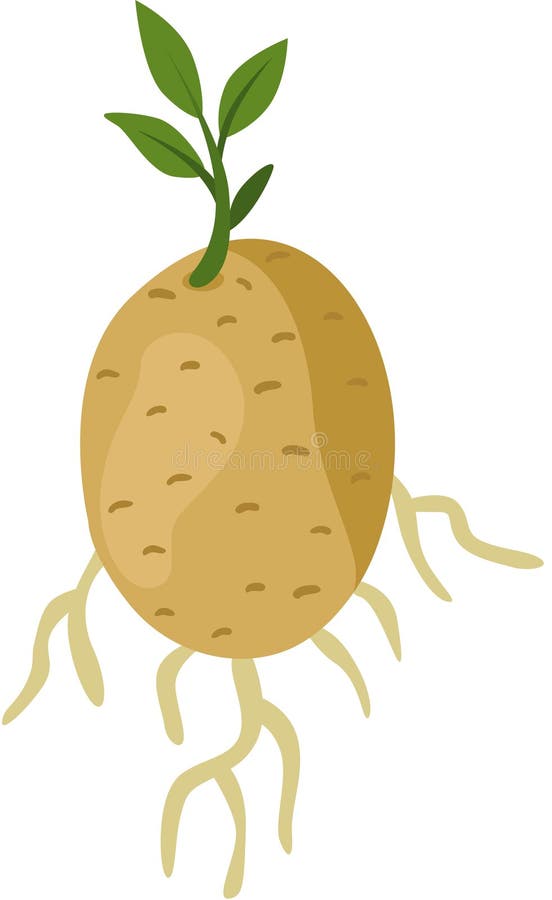 Sprouting Potato with Roots and Leaves Stock Vector - Illustration of ...