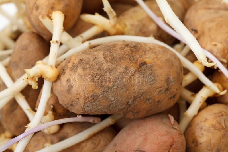 Sprouting potatoes stock image. Image of germination - 23659595