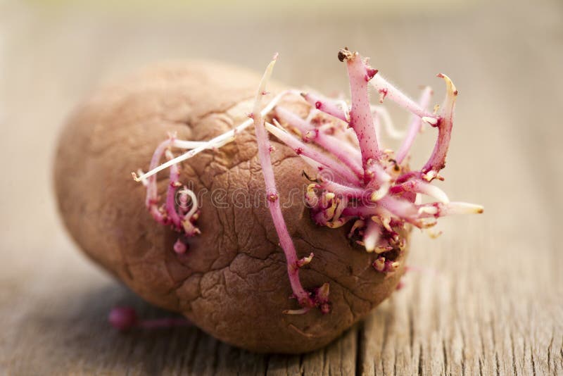 Sprouting potatoes stock image. Image of seedling, life - 51619597