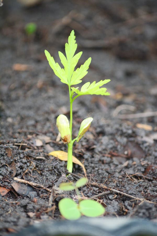 Close Up Of A Young Plant Sprouting From The Ground On White Background ...