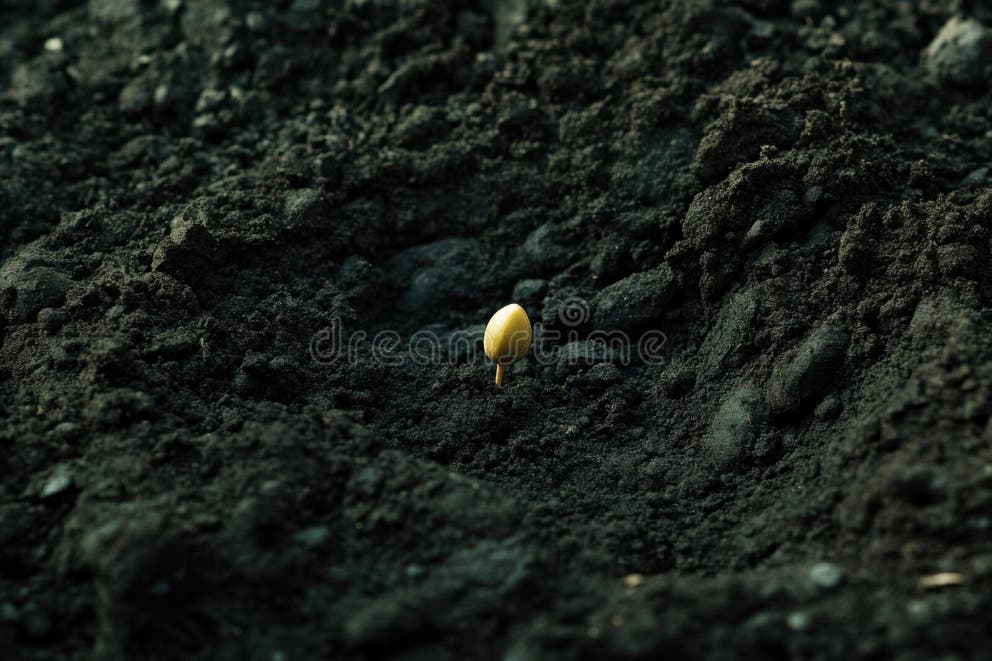 Sprouting Seed Emerging from Dark Soil, Symbolizing Growth and ...