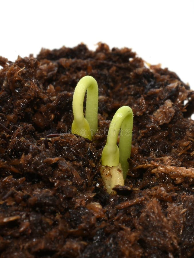 Sprouting Seed Seedlings in Brown Soil Stock Image - Image of concept ...