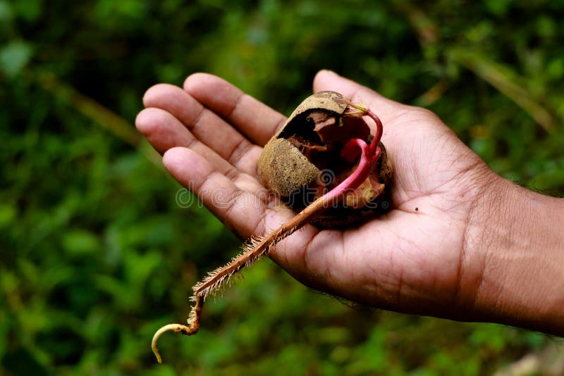 Sprouting Seed of a Wild Tree in the Palm of a Man Stock Image - Image ...