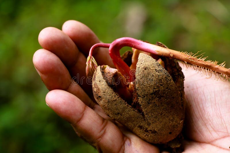 Sprouting Seed of a Wild Tree in the Palm of a Man Stock Photo - Image ...
