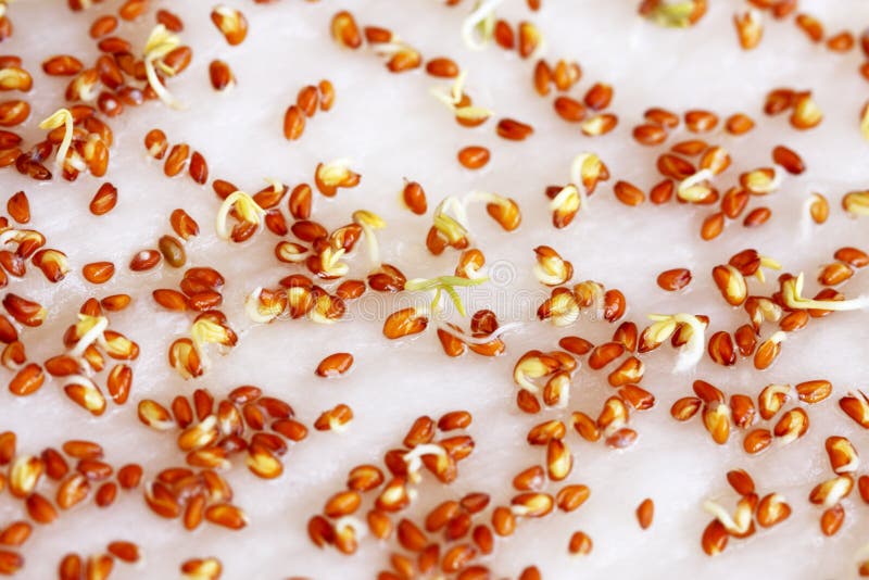 Sprouting seeds stock image. Image of seedling, close - 24093599