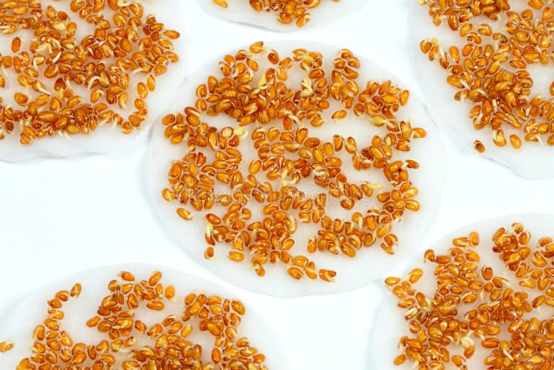 Sprouting Seeds of the Garden Cress on White Background Stock Photo ...