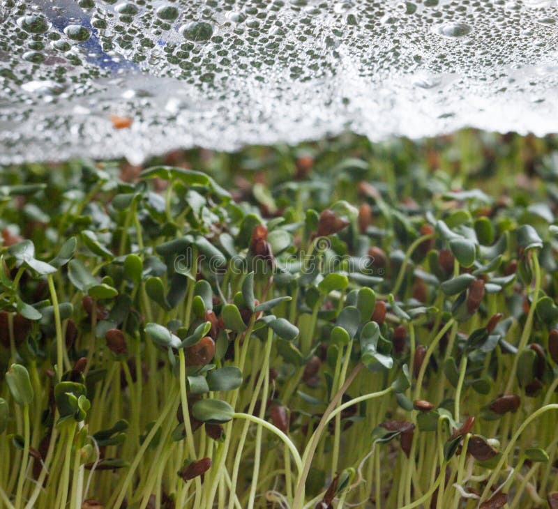 Sprouting of the Seeds Linseeds Stock Image - Image of microgreen, food ...