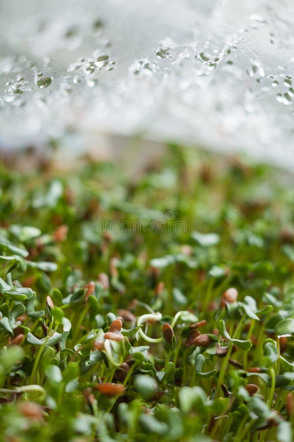 Sprouting of the Seeds Linseeds Stock Image - Image of linseed, flax ...