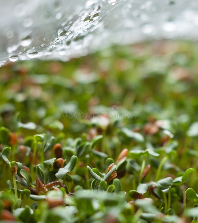 Sprouting of the Seeds Linseeds Stock Image - Image of flax, linum ...