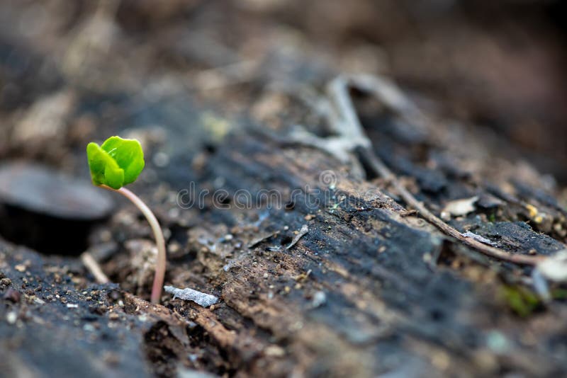 Sprouting Seeds, New Life Concept Stock Image - Image of freshness ...
