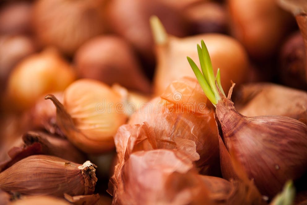 Sprouting Shallots stock image. Image of vegetable, sprouting - 41588931