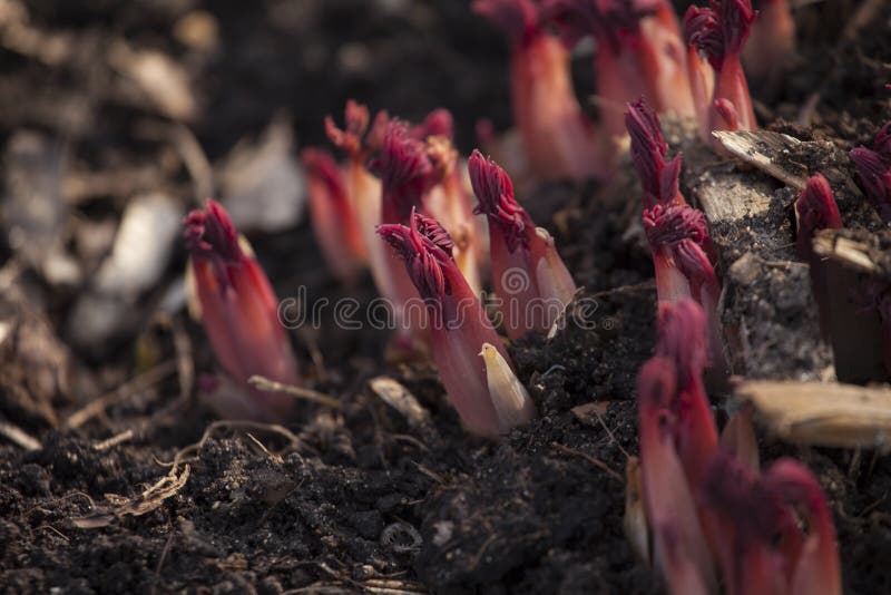 Sprouting Shoots of Plants from the Soil in Spring Stock Image - Image ...