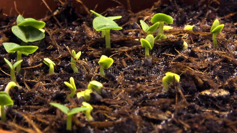 Sprouting shoots stock video. Video of growing, closeup - 54604547