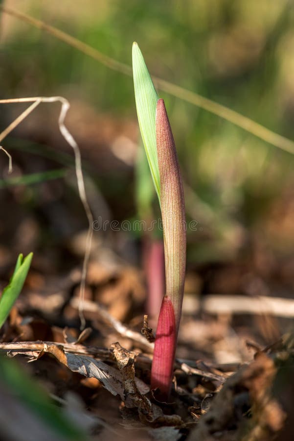Sprouting Spring Flower in the Forest - Selective Focus Stock Photo ...