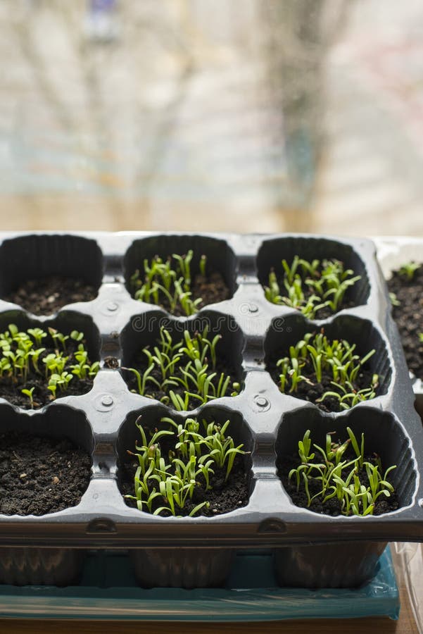 Sprouting Sprouts of Seedlings in a Plastic Container on the Window ...