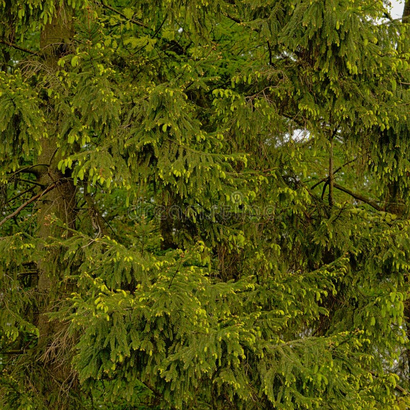 Sprouting Spruce Tree Close-up Stock Image - Image of tree, seasonal ...