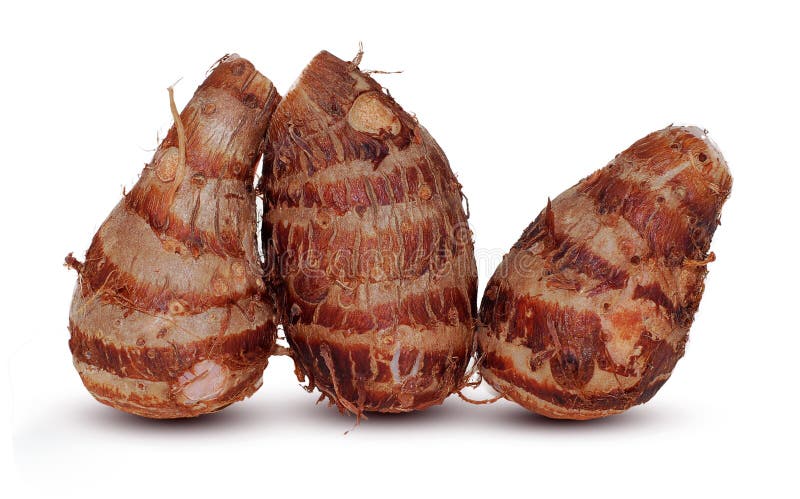 Sprouting taro stock photo. Image of berry, dalo, araceae - 102508628