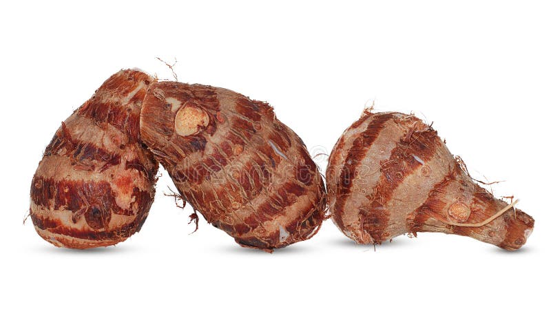 Sprouting taro stock photo. Image of berry, dalo, araceae - 102508628