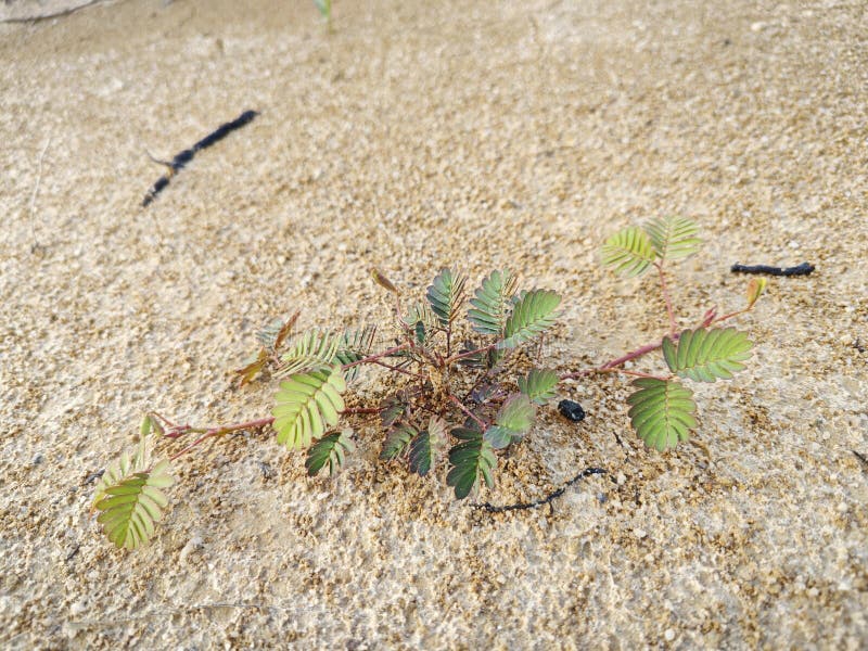 Sprouting of Tiny Mimosa Pudica Seedling Weed Plant. Stock Image ...