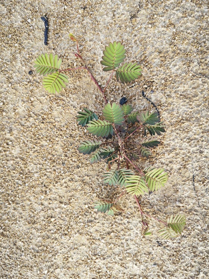 Sprouting of Tiny Mimosa Pudica Seedling Weed Plant. Stock Photo ...