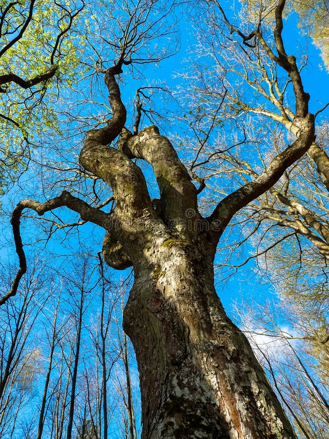 Sprouting tree stock image. Image of branch, spring, green - 81273121