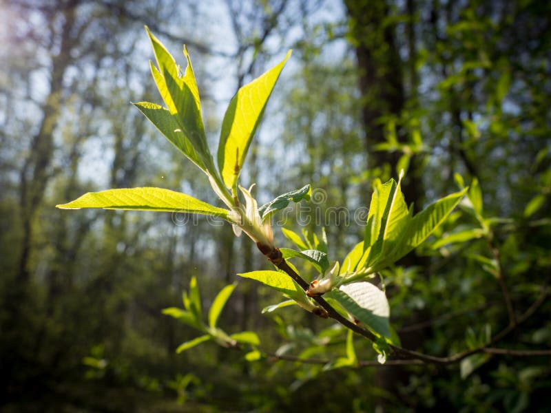 Sprouting Tree in the Spring Stock Image - Image of natural, detail ...