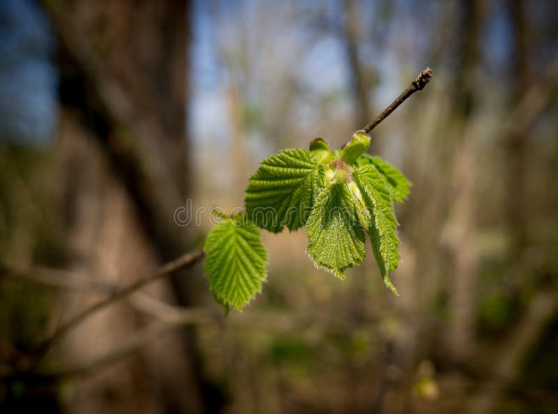 Sprouting Tree in the Spring Stock Photo - Image of garden, leaf: 90720336