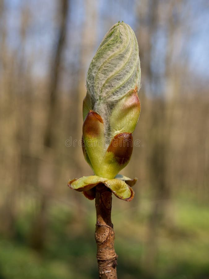 Sprouting Tree in the Spring Stock Photo - Image of beauty, close: 90720312