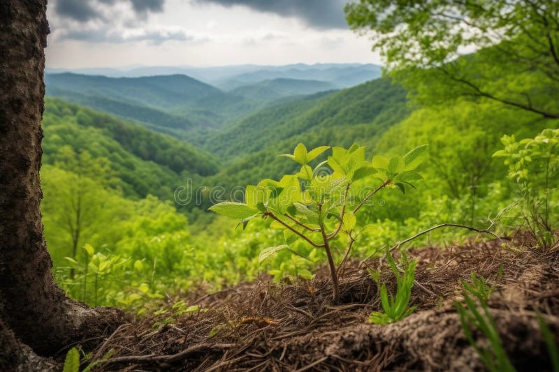 Sprouting Tree Sprouts in Forest Setting, with View of Rolling Hills ...