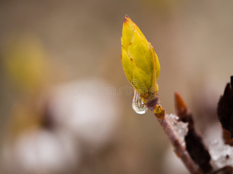 Sprouting Tree in Winter Time Stock Photo - Image of beautiful ...