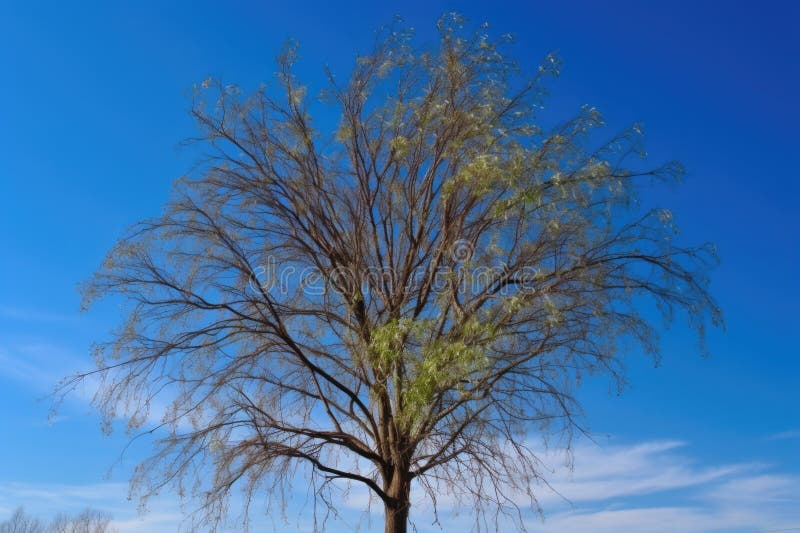 Sprouting Tree with Wispy Leaves and Blue Sky in the Background Stock ...