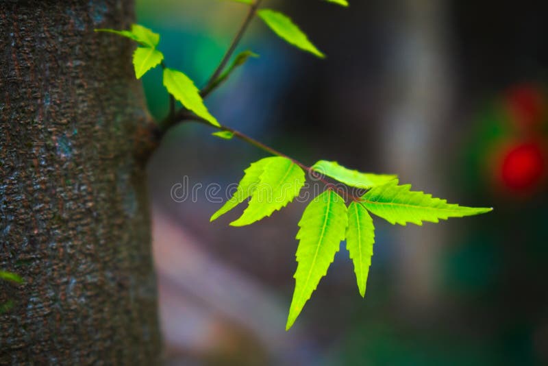 Sprouting Twigs from Tree Shoot Stock Photo - Image of botanical ...