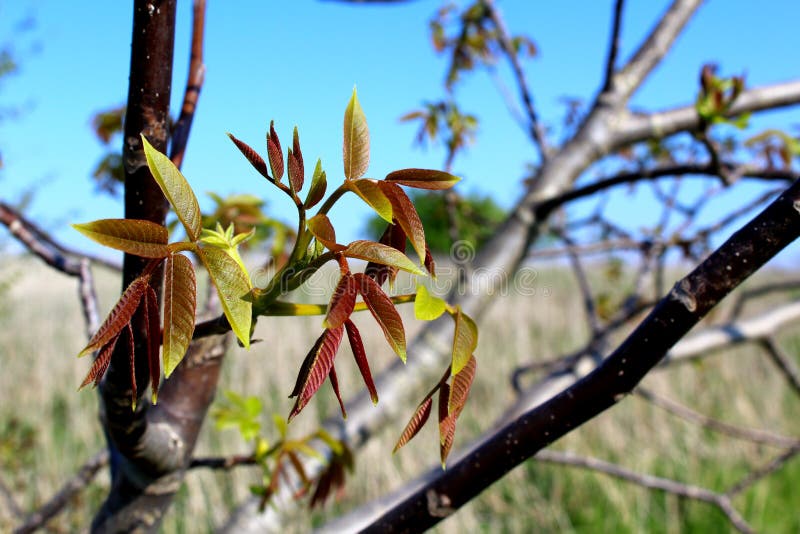 Sprouting Walnut Leaves in the Spring Stock Photo - Image of lifestyle ...