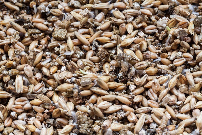 Sprouting wheat seed stock photo. Image of cereal, plant - 41989800