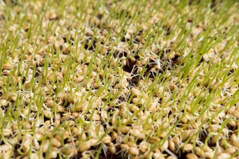 Sprouting Wheat stock image. Image of germinate, rural - 111750221