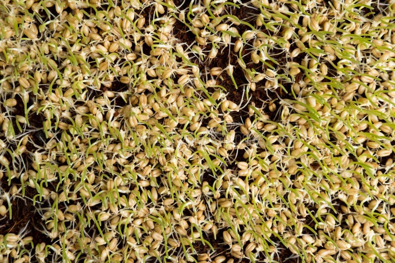 Sprouting Wheat stock image. Image of agriculture, plate - 111750247