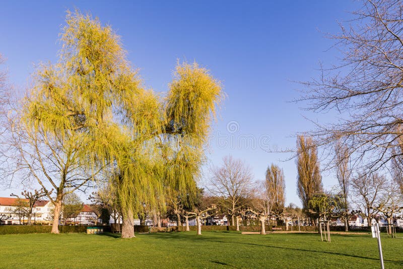 Sprouting Willow Tree with Green Leaves in Spring Season Stock Image ...