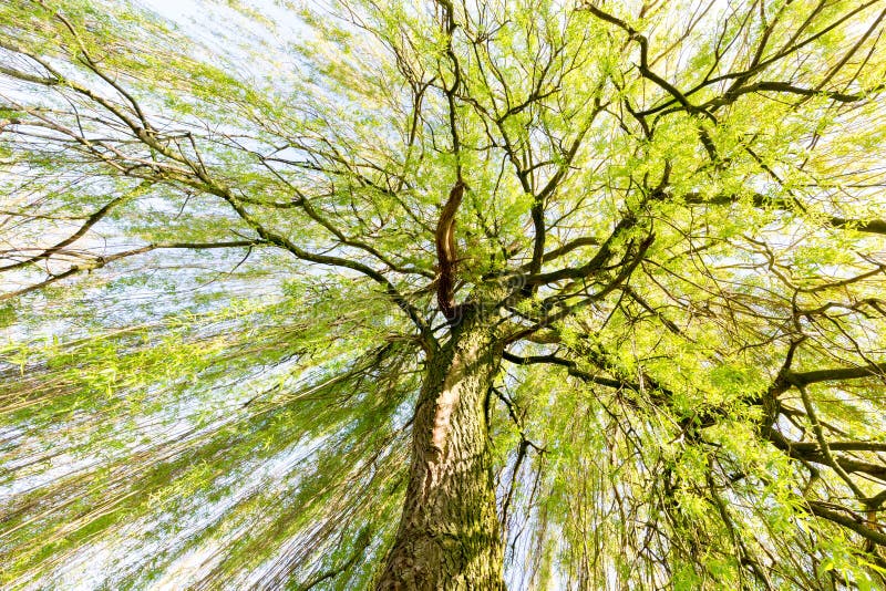 Sprouting Willow Tree in Spring Season Stock Image - Image of april ...