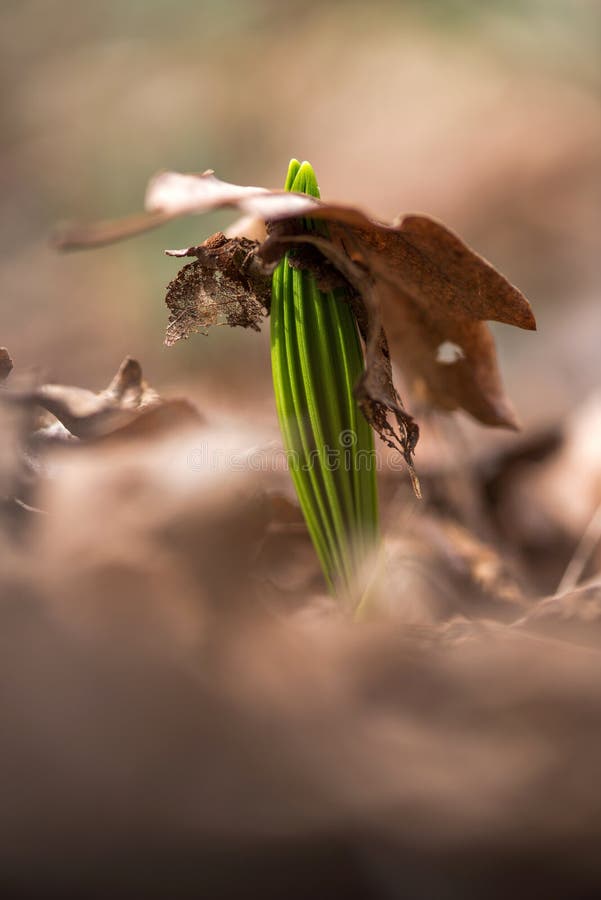 Sprouting Young Spring Plant in the Woods Stock Photo - Image of ...