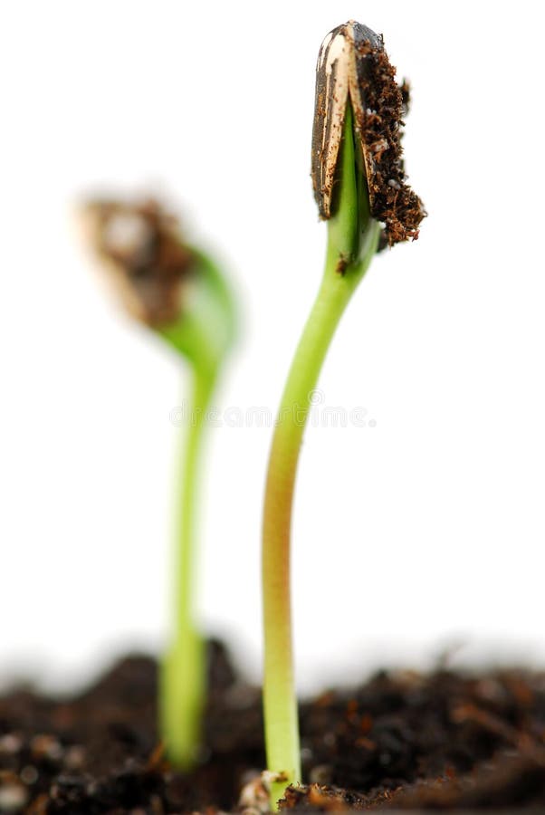 Growing seed stock photo. Image of growing, life, spring - 10757778