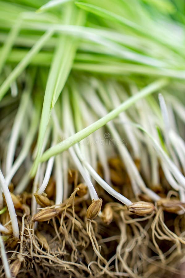 Sprouts of barley stock image. Image of plant, grain - 61694689