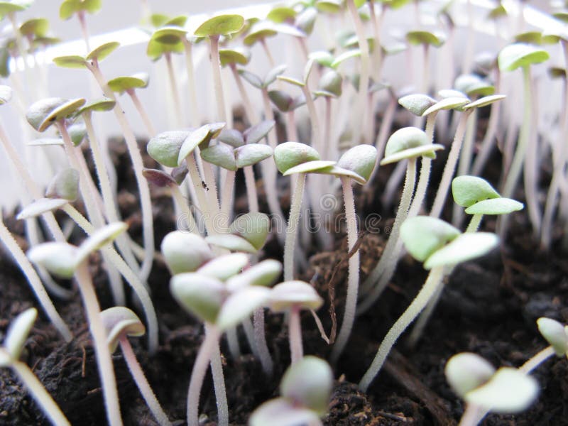 Sprouts of a Basil Grow stock photo. Image of cultivation - 67324170