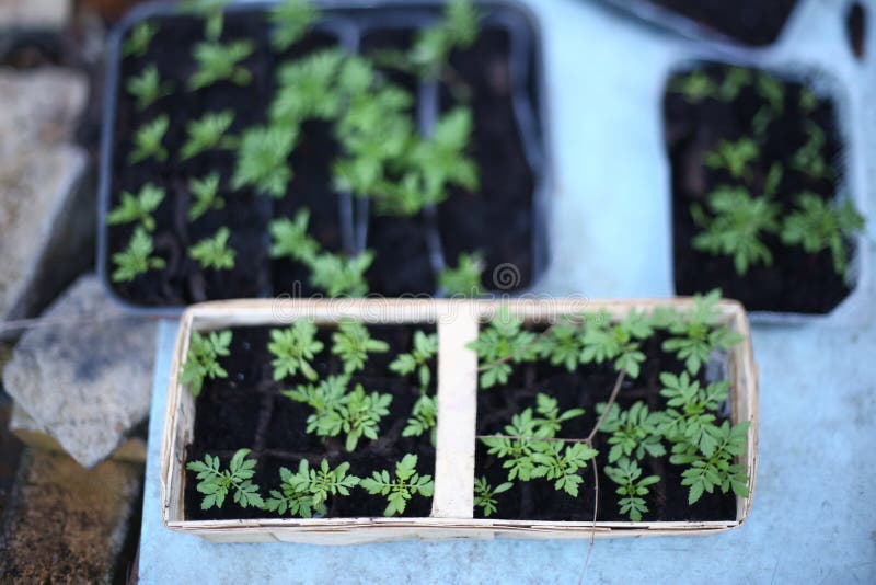 Sprouts in Boxes Ready for Planting in Vegetable Garden Stock Photo ...