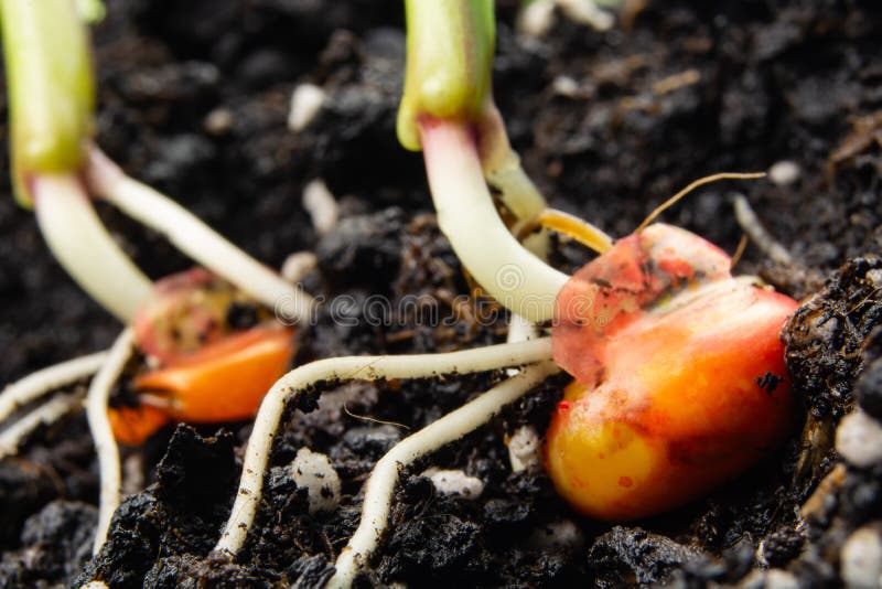 Sprouts of Corn Soil with Exposed Roots Emanating from Grain Stock ...