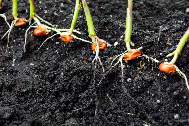 Sprouts of Corn Soil with Exposed Roots Emanating from Grain Stock ...