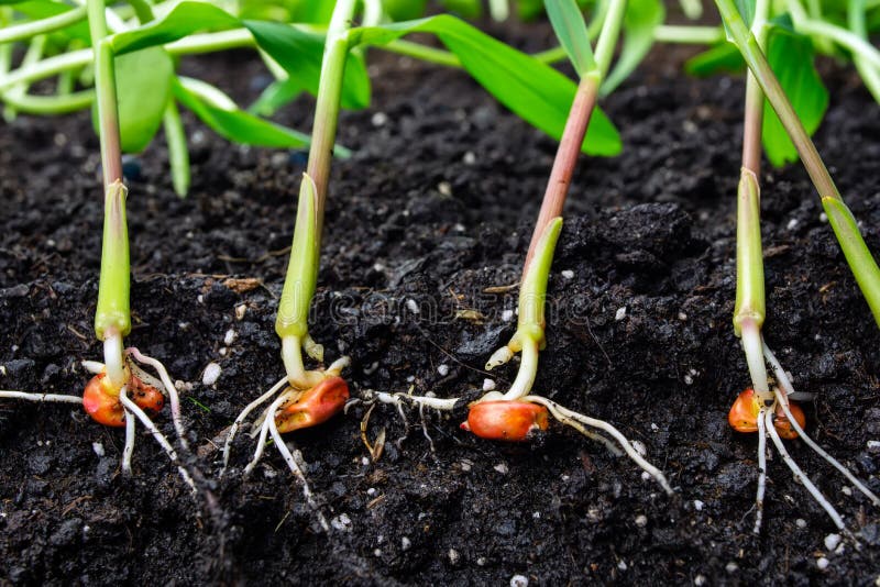 Sprouts of Corn Soil with Exposed Roots Emanating from Grain Stock ...