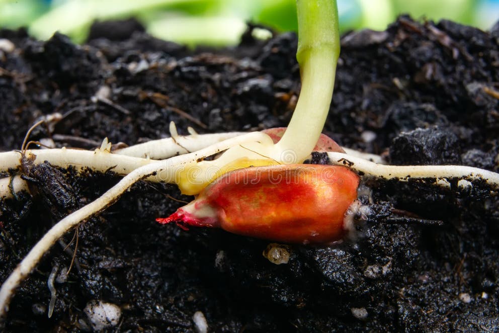 Sprouts of Corn Soil with Exposed Roots Emanating from Grain Stock ...