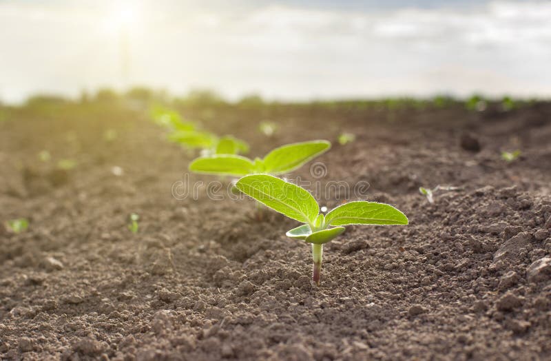 Sprouts on dry soil stock image. Image of land, farm - 53545061